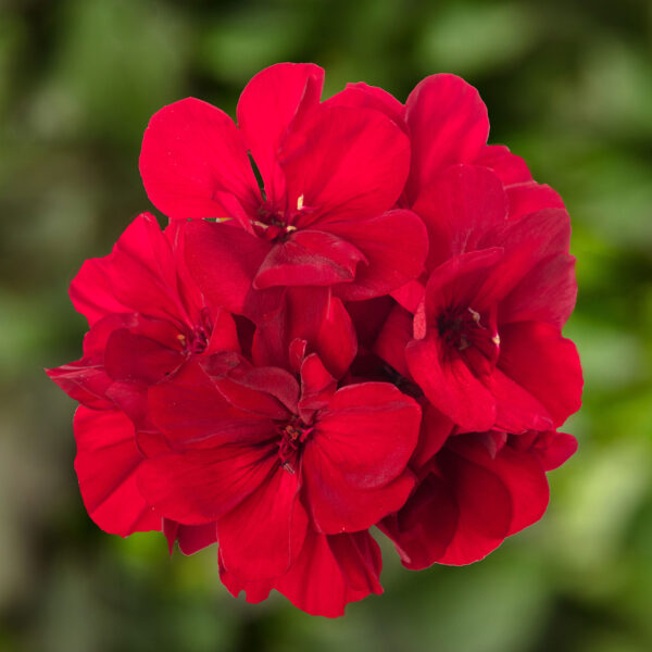 Geranium - Interspecific, Calliope Medium - Malmborgs
