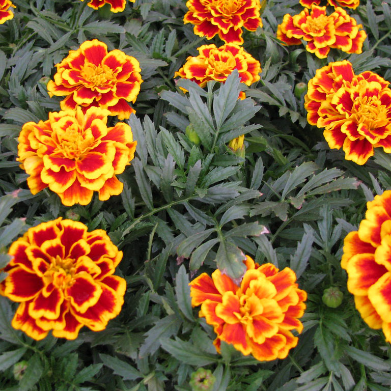 Marigold - Malmborgs