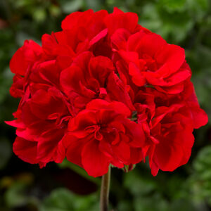 Geranium - Interspecific, Calliope Medium - Malmborgs