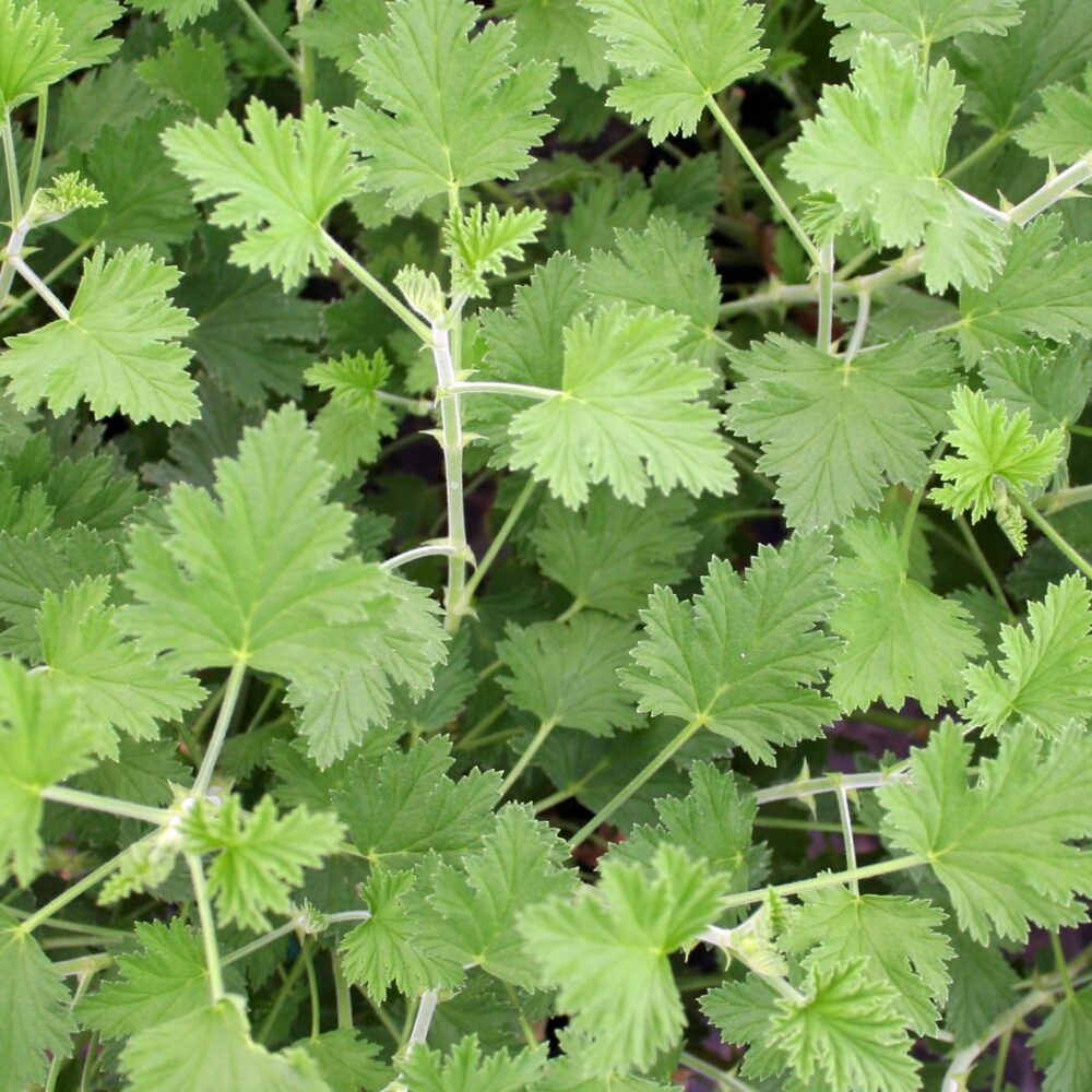 Geranium - Scented - Malmborgs