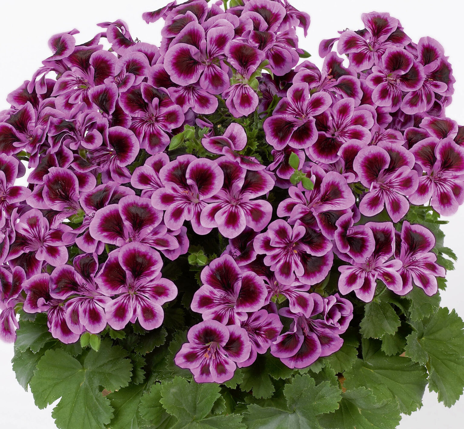 Geranium - Specialty, Angeleyes - Malmborgs