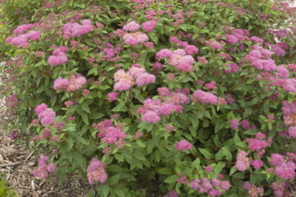 Spirea - Superstar - Malmborgs