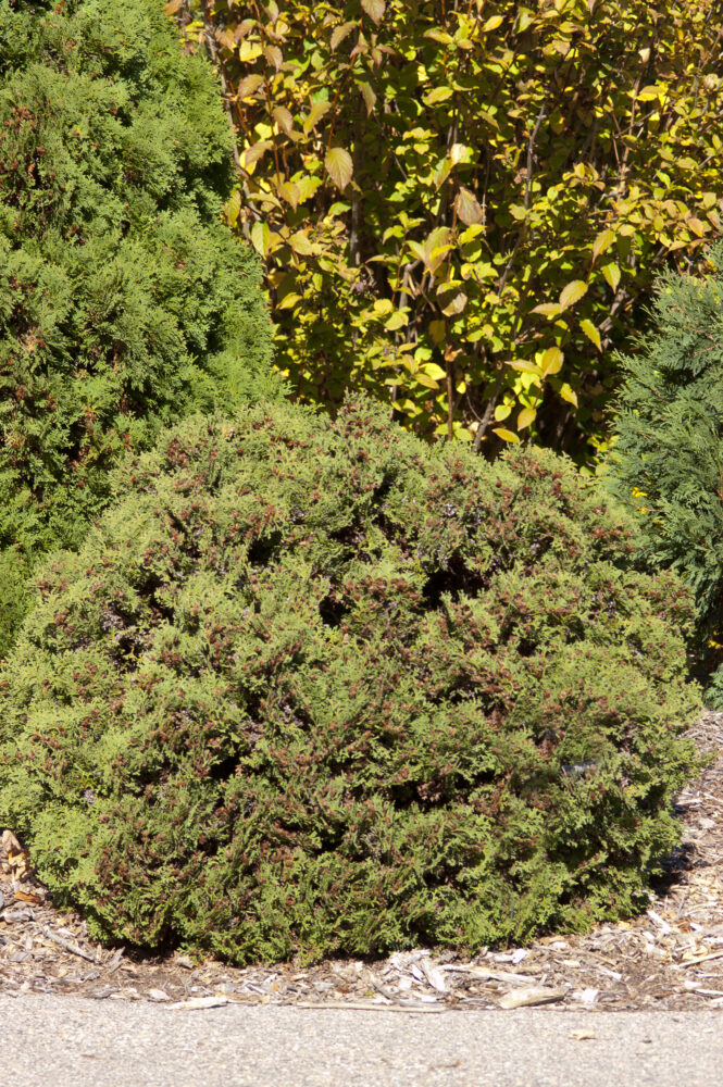 Arborvitae - Hetz Midget - Malmborgs