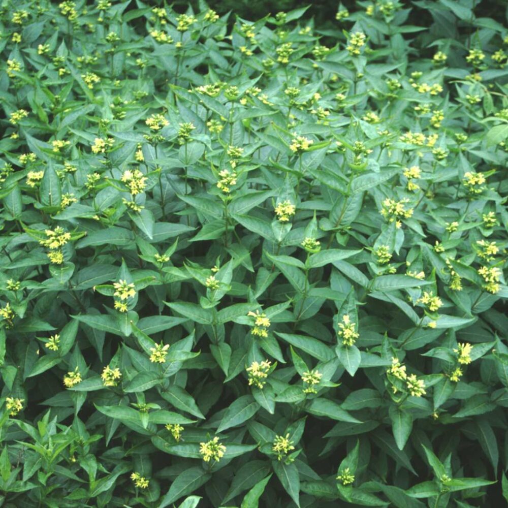 Honeysuckle - Butterfly Bush - Malmborgs