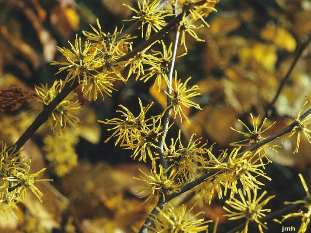 Witchhazel - Common - Malmborgs